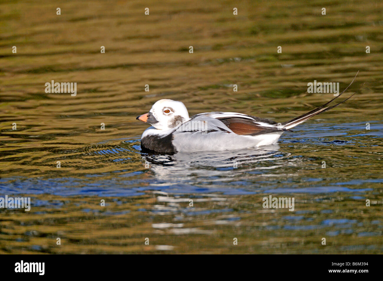 Long tailed drake swimming hi-res stock photography and images - Alamy