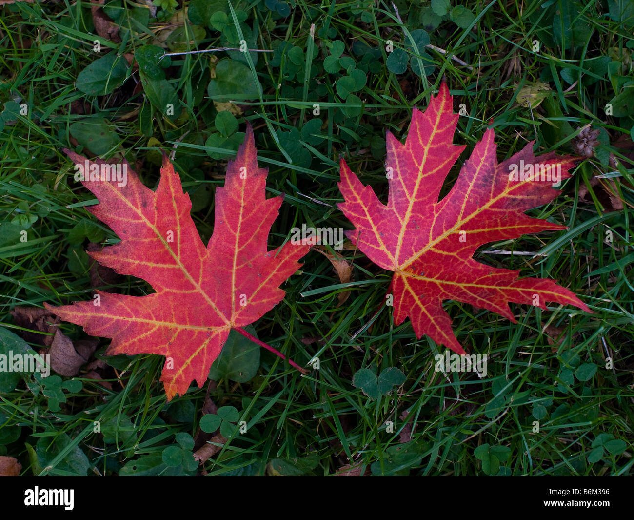 Maple maple maple maple leafs hi-res stock photography and images - Alamy