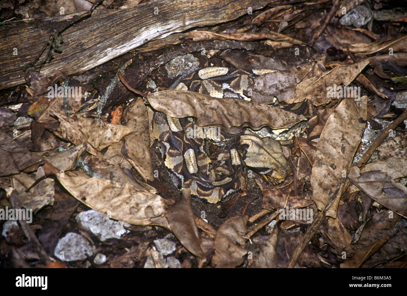 Puff adder, snake in South Africa Stock Photo - Alamy