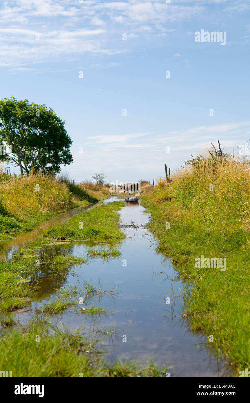 Country road under water Stock Photo - Alamy
