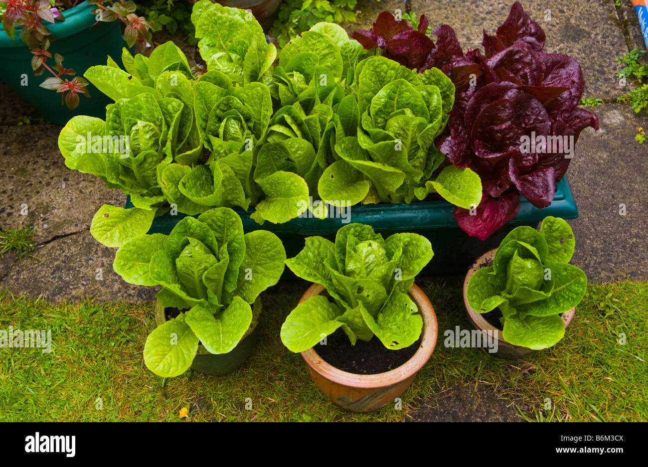 Uk garden summer containers hi-res stock photography and images - Alamy