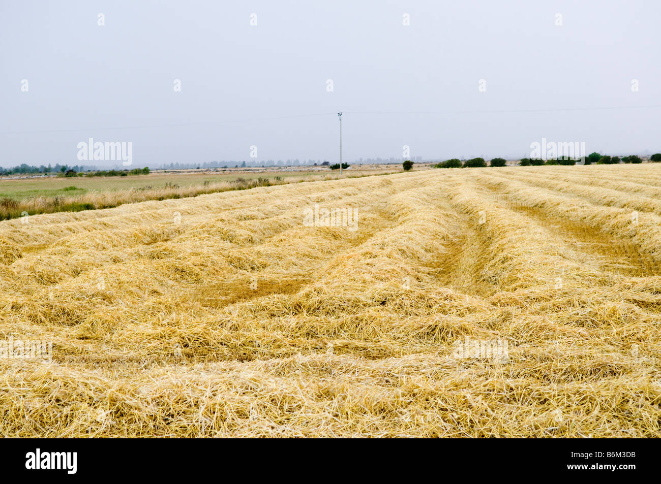 Wheat grains fall hi-res stock photography and images - Alamy