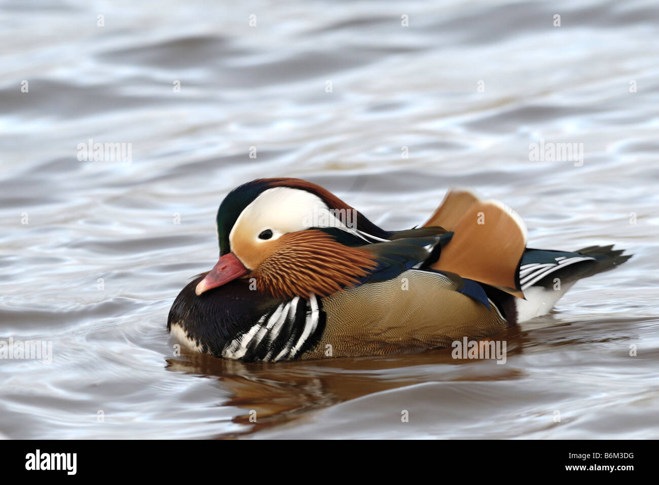 Mandarin duck scotland hi-res stock photography and images - Alamy