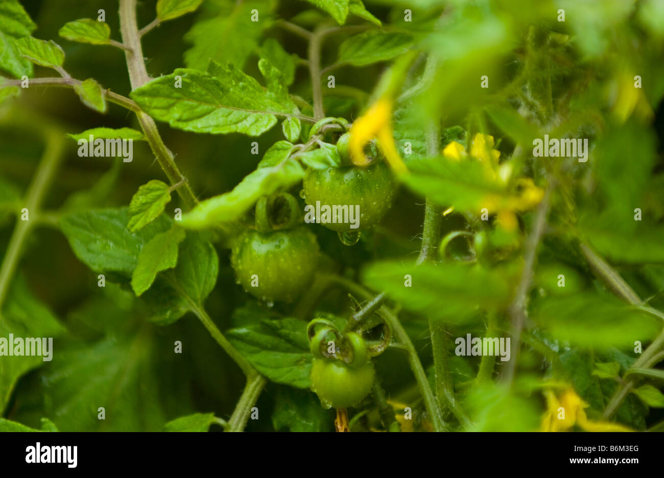 Trailing tomatoes being grown in wall mounted container in small urban ...