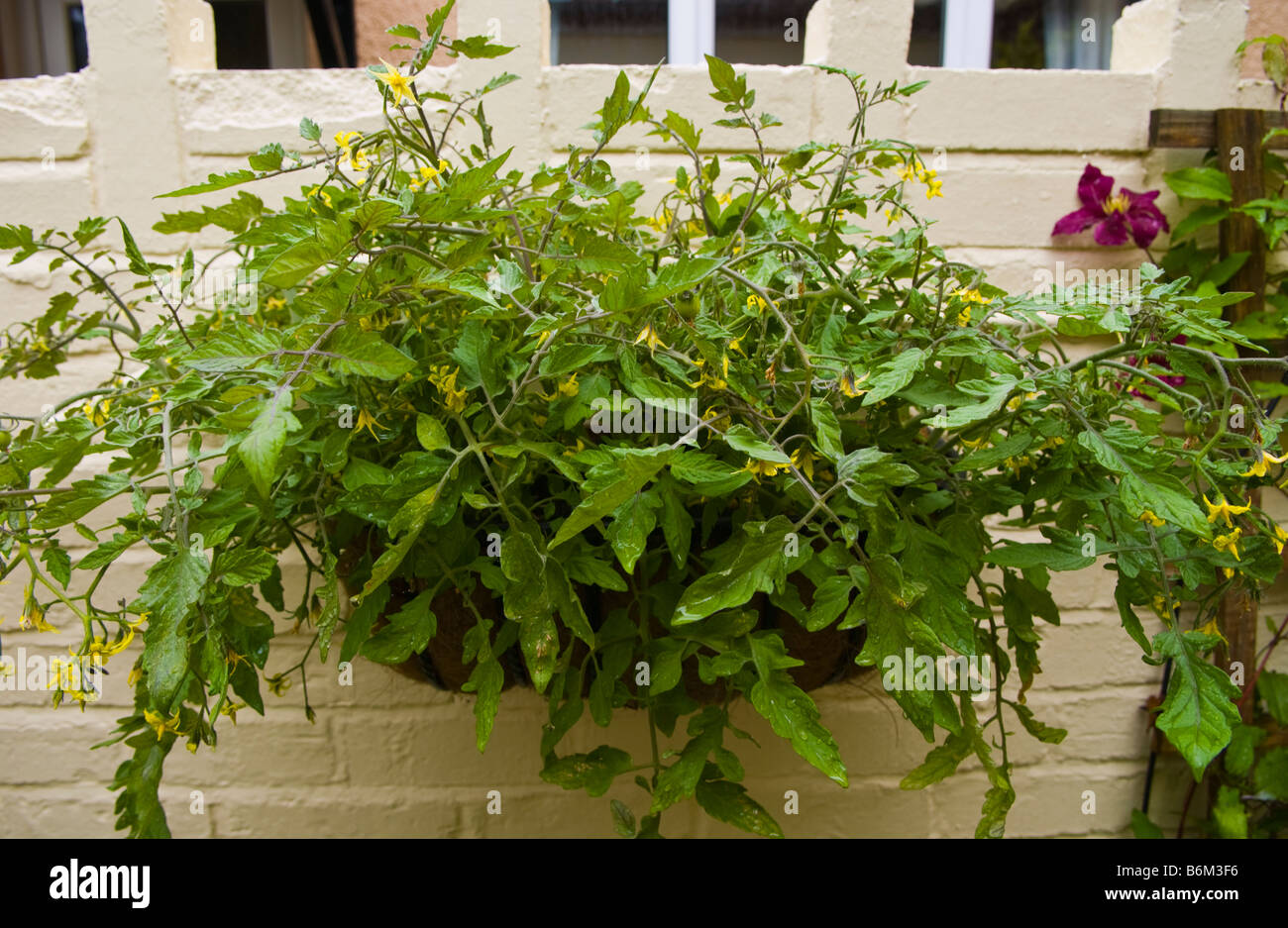 Trailing tomatoes being grown in wall mounted container in small urban ...