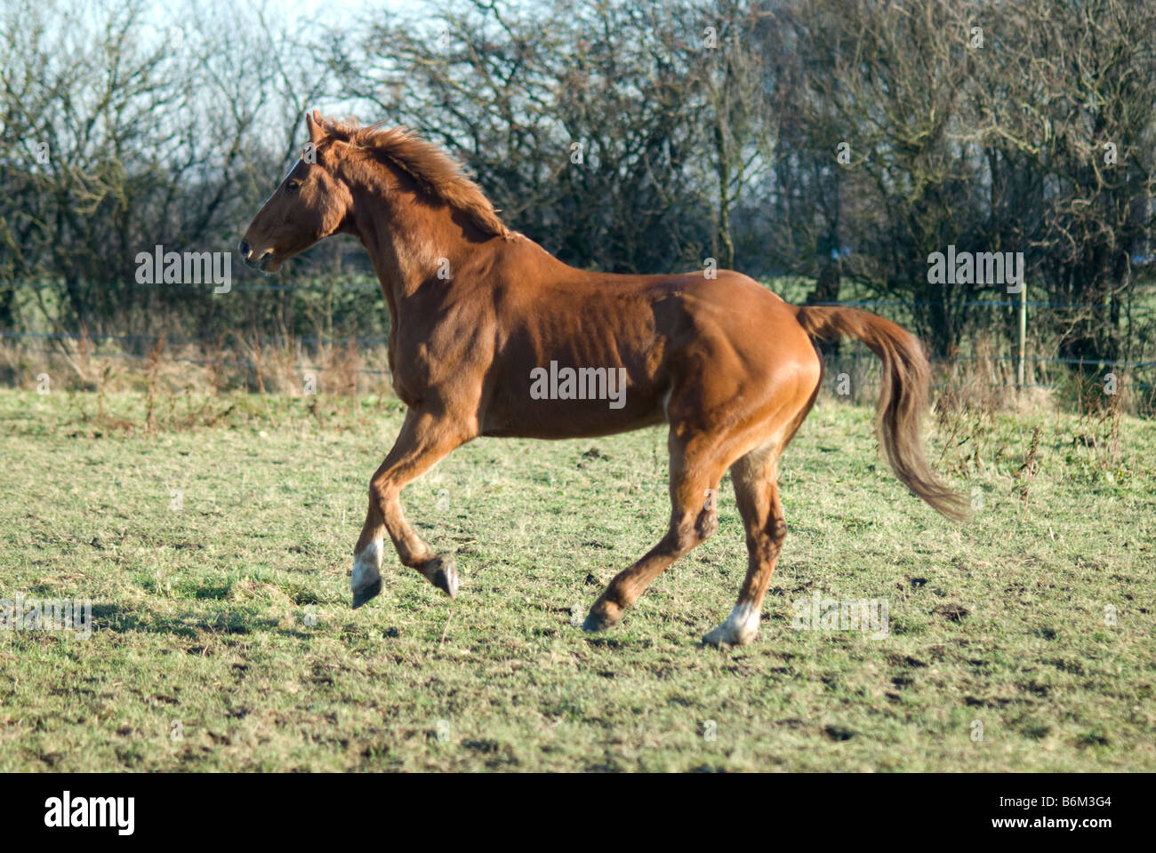 Chestnut Stallion Horse with White Blaze and no Saddle in a Field Stock ...