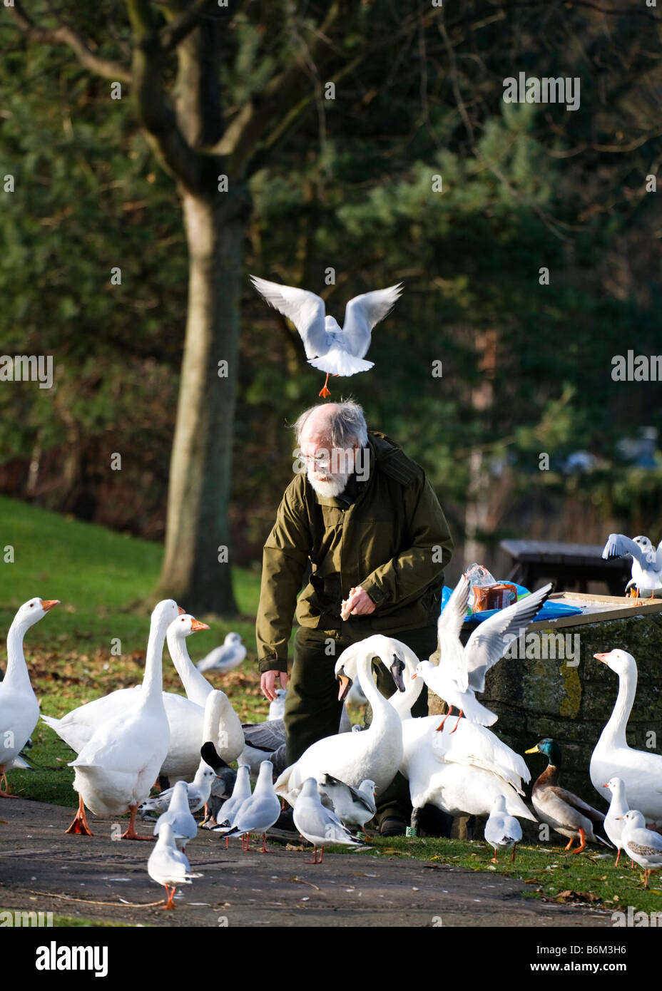 Man feeding the swans hi-res stock photography and images - Alamy