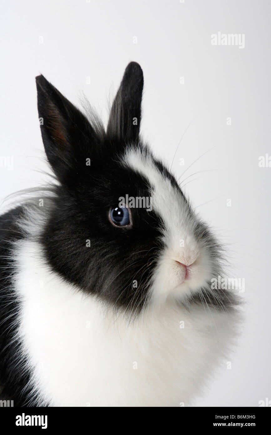Lion maned Dwarf Rabbit Domestic Rabbit Stock Photo - Alamy