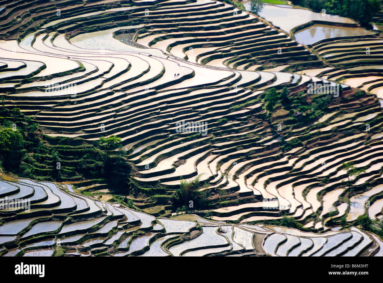 Flooded Bada rice terraces in Yuanyang County Stock Photo - Alamy