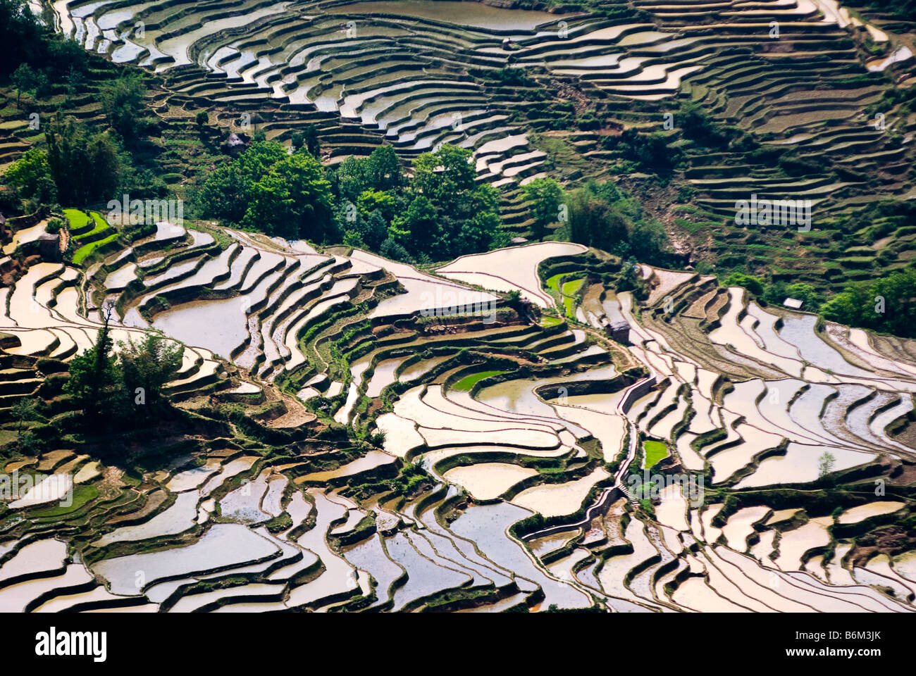 Flooded Bada rice terraces in Yuanyang County Stock Photo - Alamy