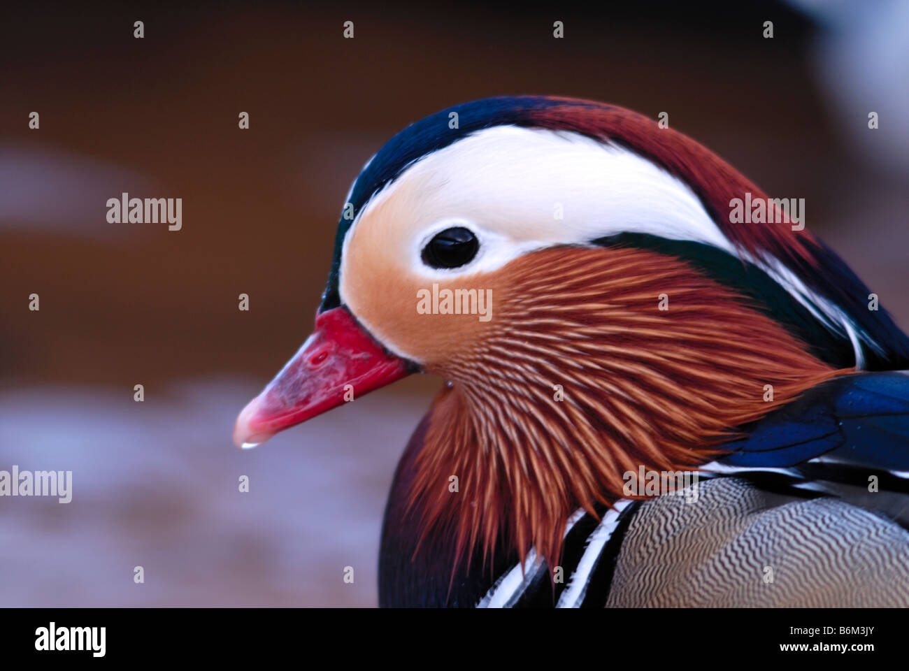 Mandarin Duck, Aix galericulata, River Ugie, Peterhead, Scotland Stock ...