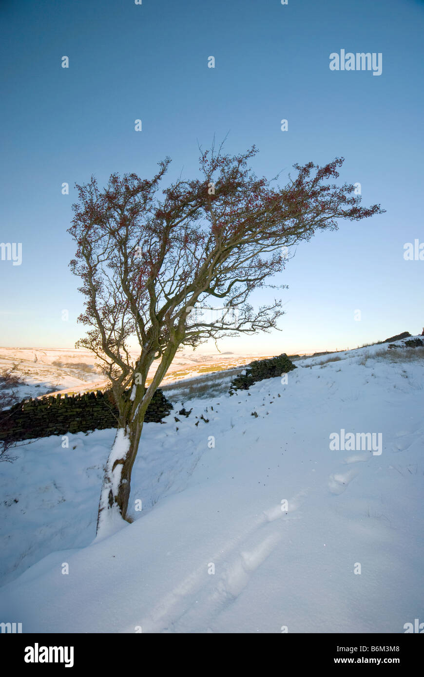 Windswept Hawthorn tree on moorland path Stock Photo - Alamy