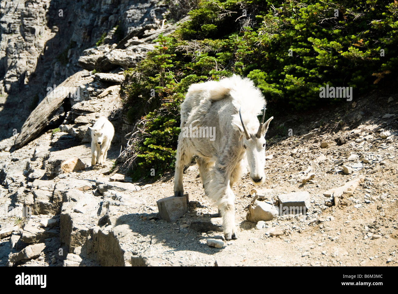 a nanny mountain goat and kid walking on a ledge along the Highline ...