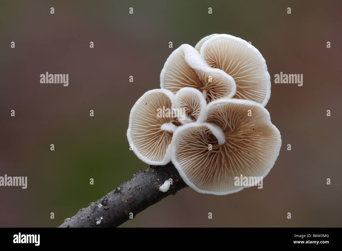 Variabilis hi-res stock photography and images - Alamy