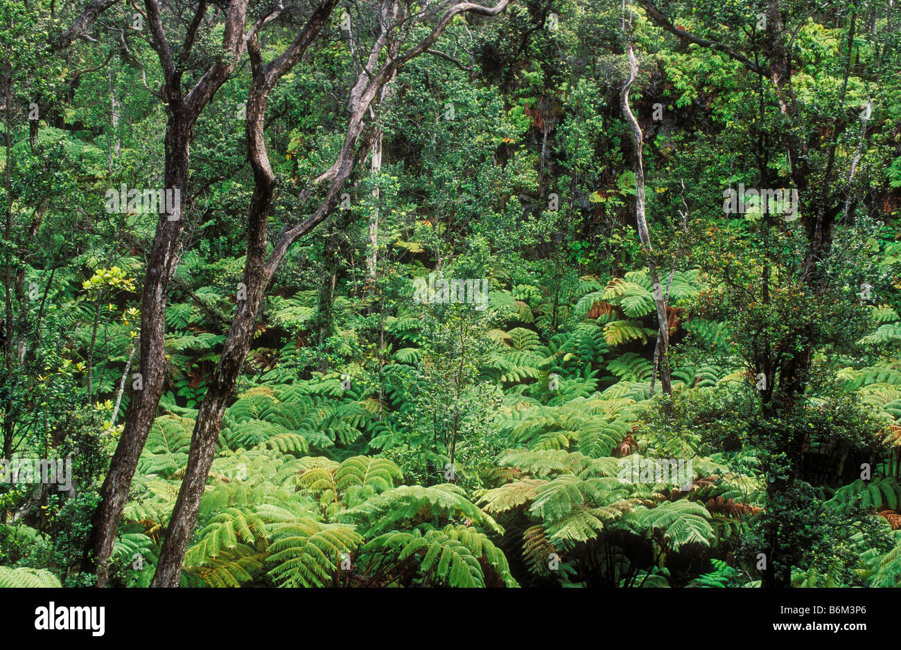 Rainforest at Hawaii Volcanoes National Park Stock Photo - Alamy