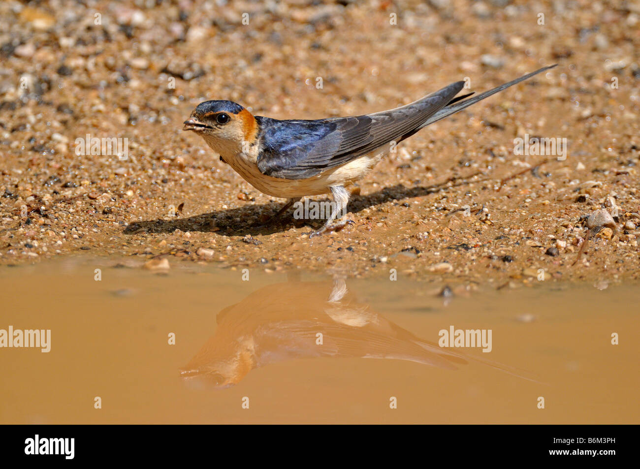 Red-rumped Swallow Hirundo daurica on ground collecting mud Stock Photo - Alamy