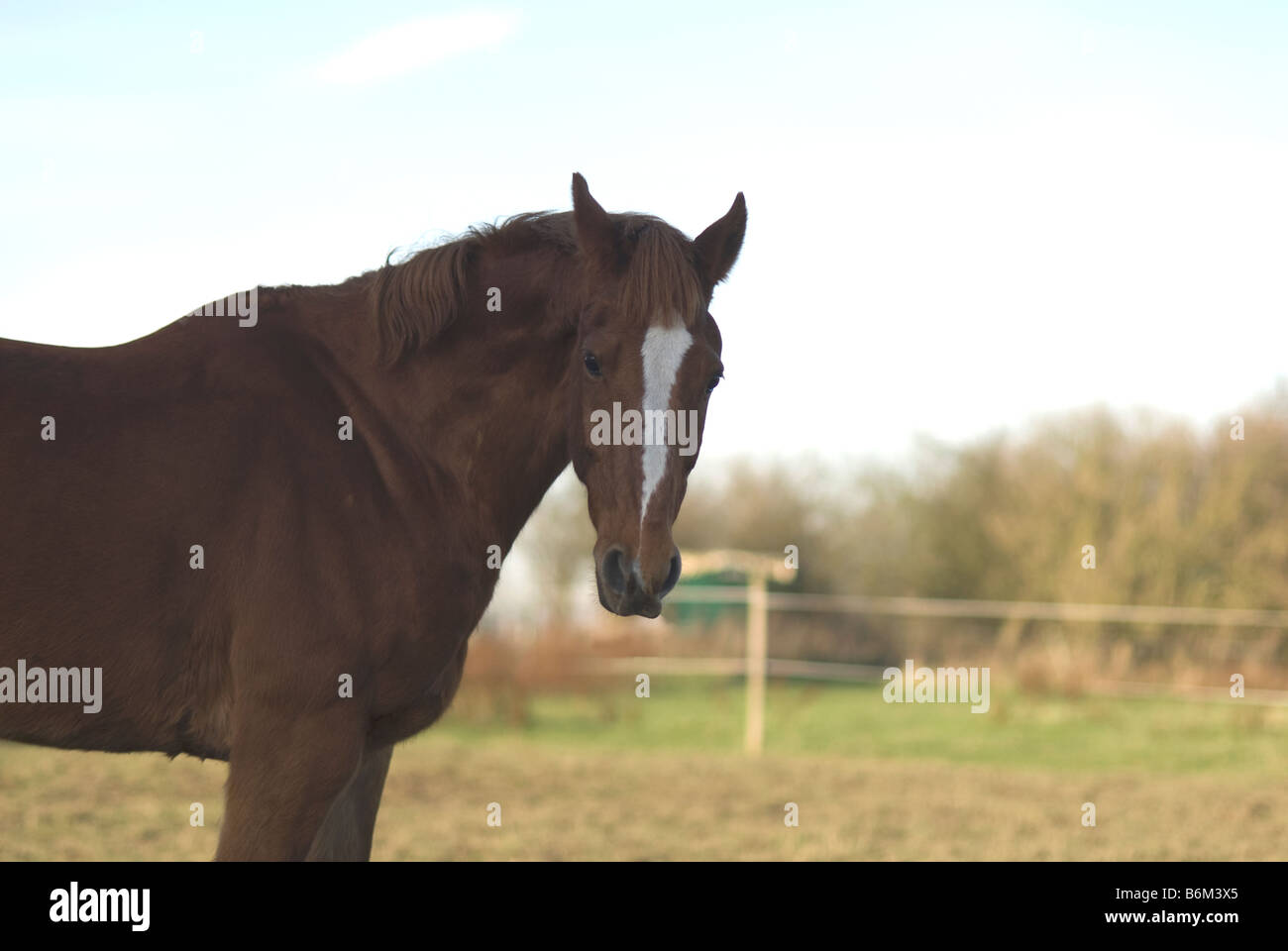 Chestnut horse with white blaze hi-res stock photography and images - Alamy