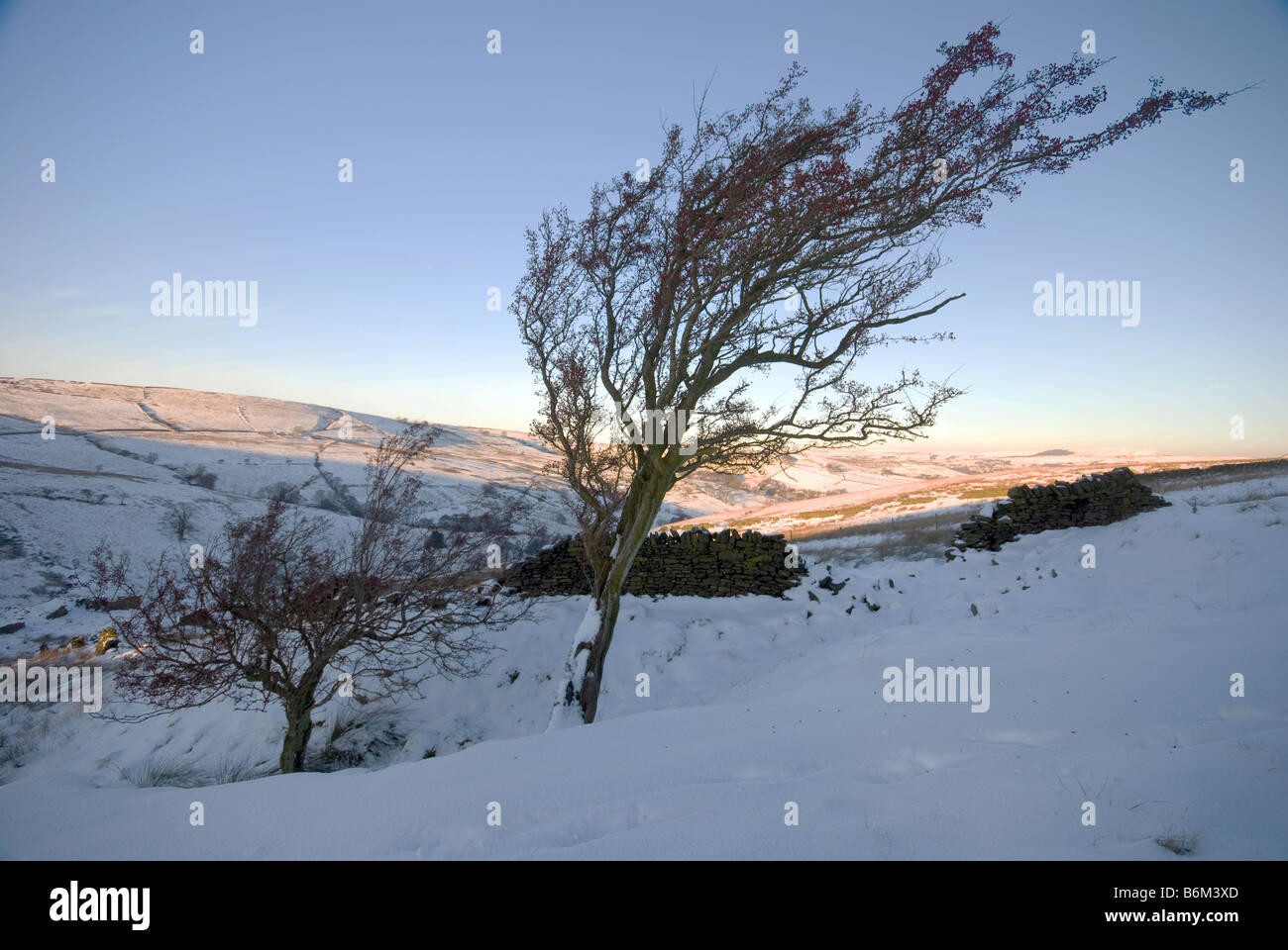 Moorland tree hi-res stock photography and images - Alamy