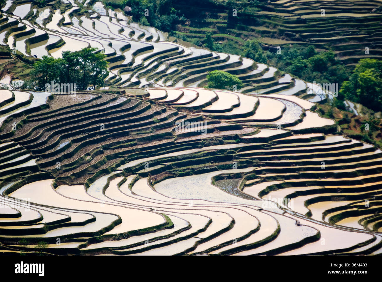 Flooded Bada rice terraces in Yuanyang County Stock Photo - Alamy