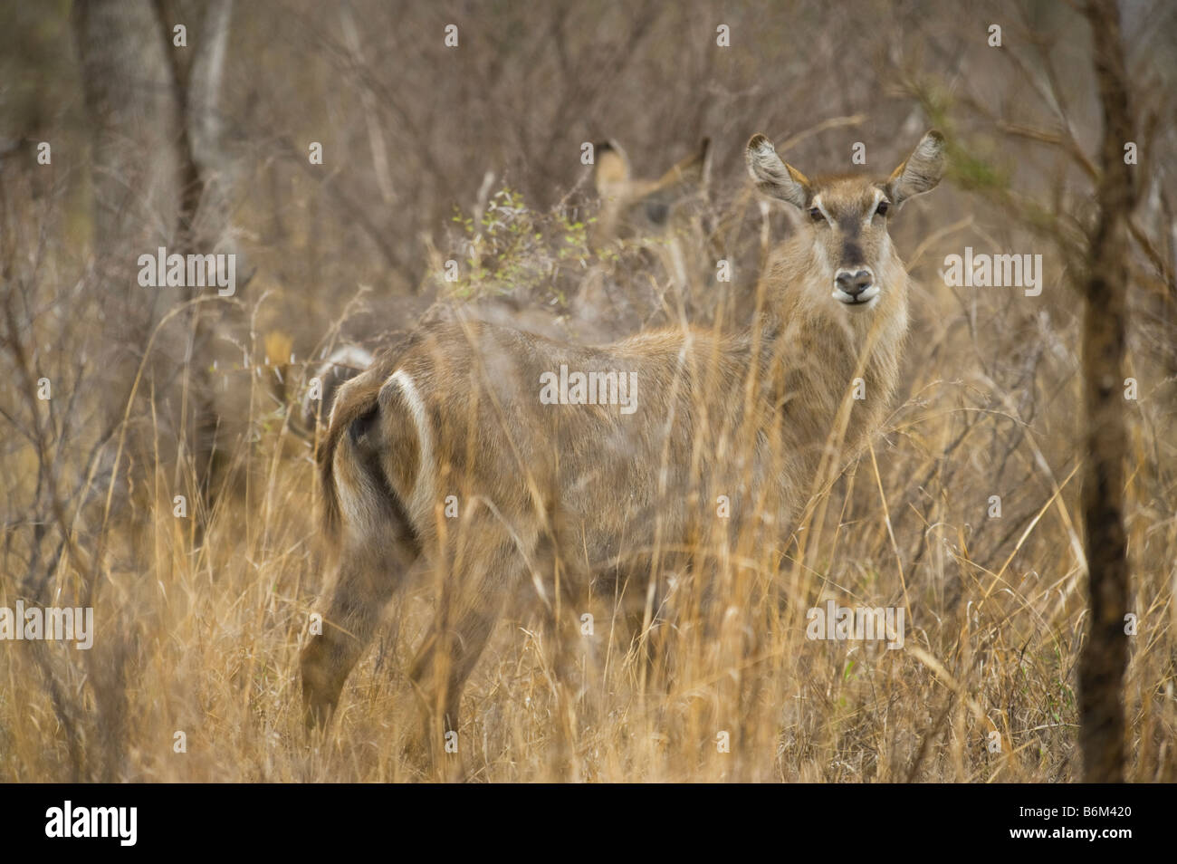 wildlife wild KOBUS ellipsiprymnus common waterbuck perfectly ...