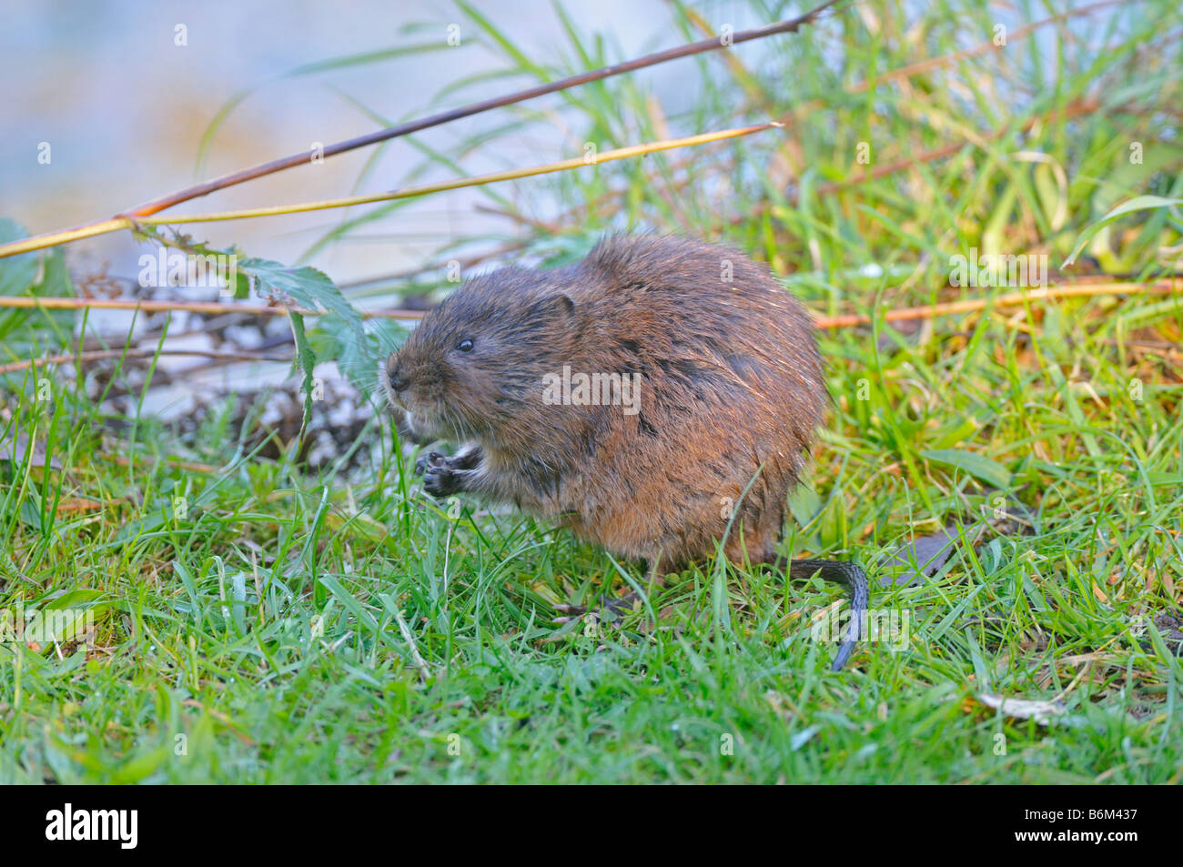 Water vole hi-res stock photography and images - Alamy