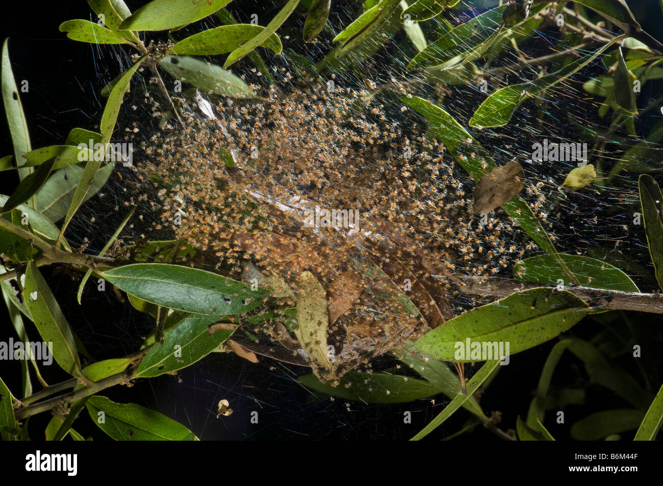 Stegodyphus social spiders community wild wildlife insect nocturnal ...
