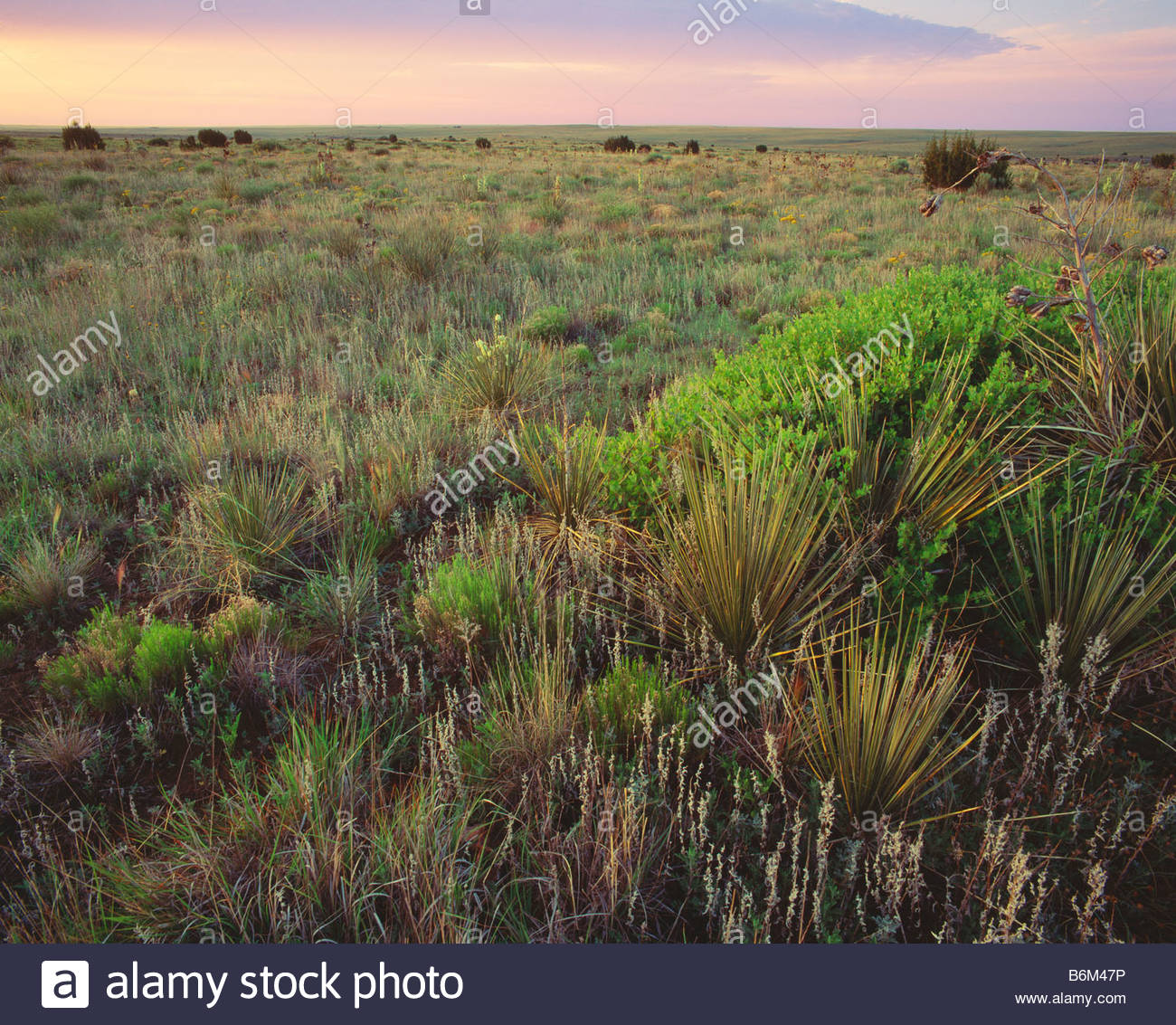 Rhus Trilobata High Resolution Stock Photography and Images - Alamy
