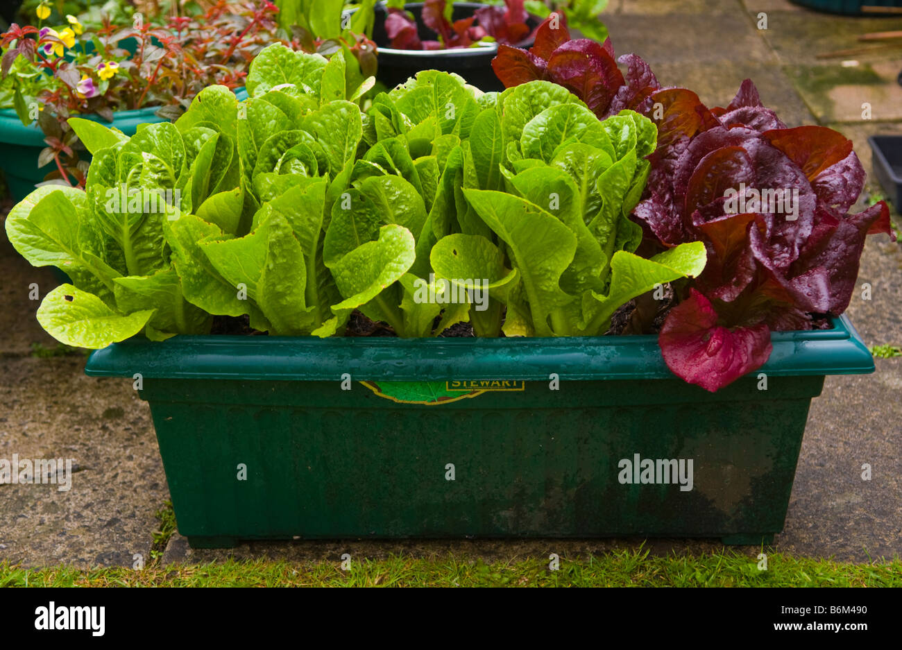 Container grown lettuce hi-res stock photography and images - Alamy