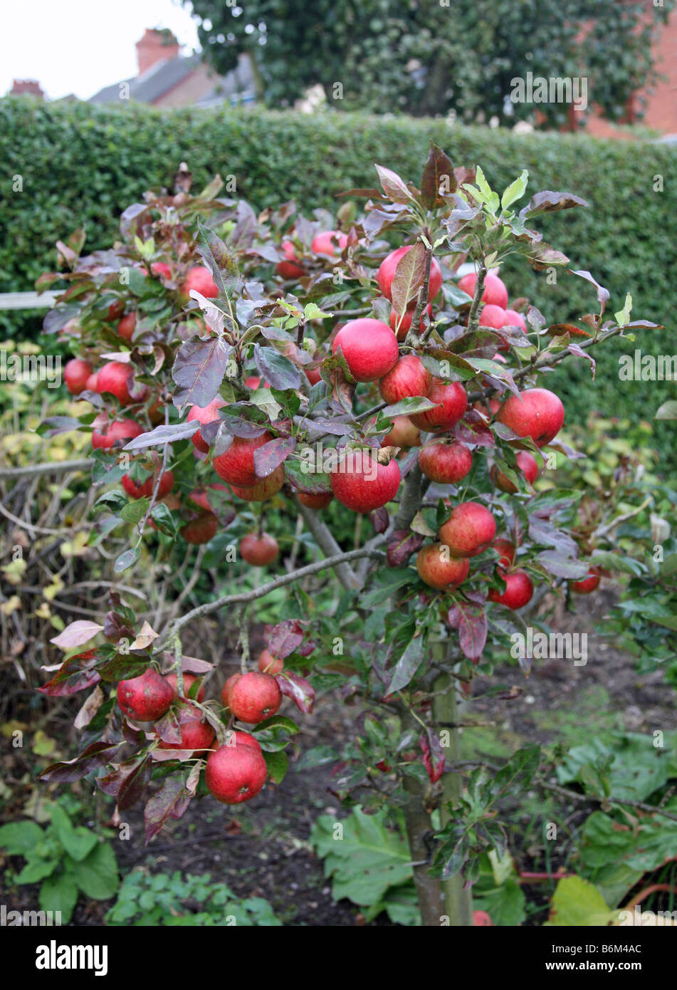 A bunch of Fiesta apples on a tree Stock Photo - Alamy