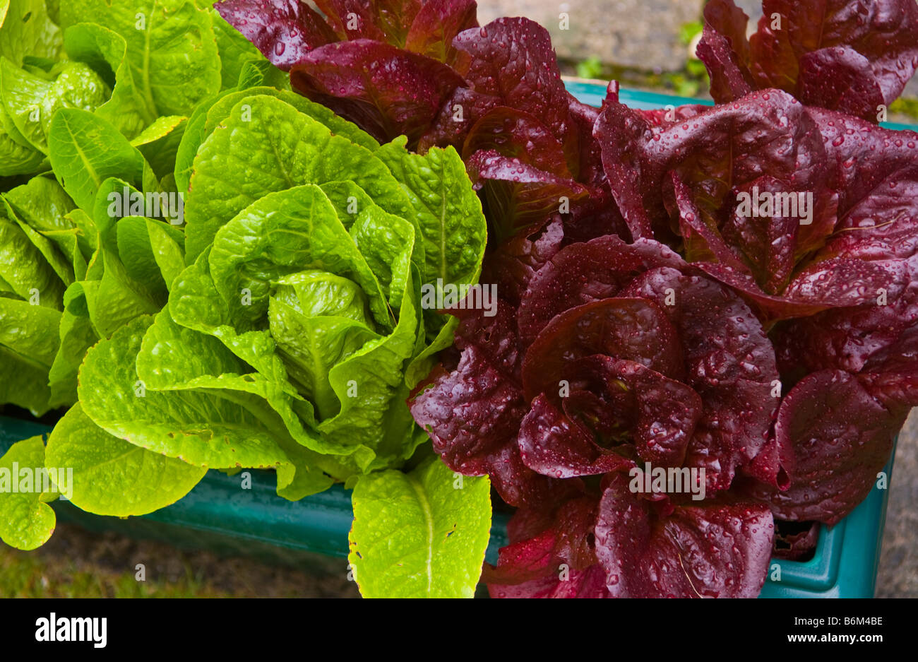 Lettuce growing in containers hi-res stock photography and images - Alamy