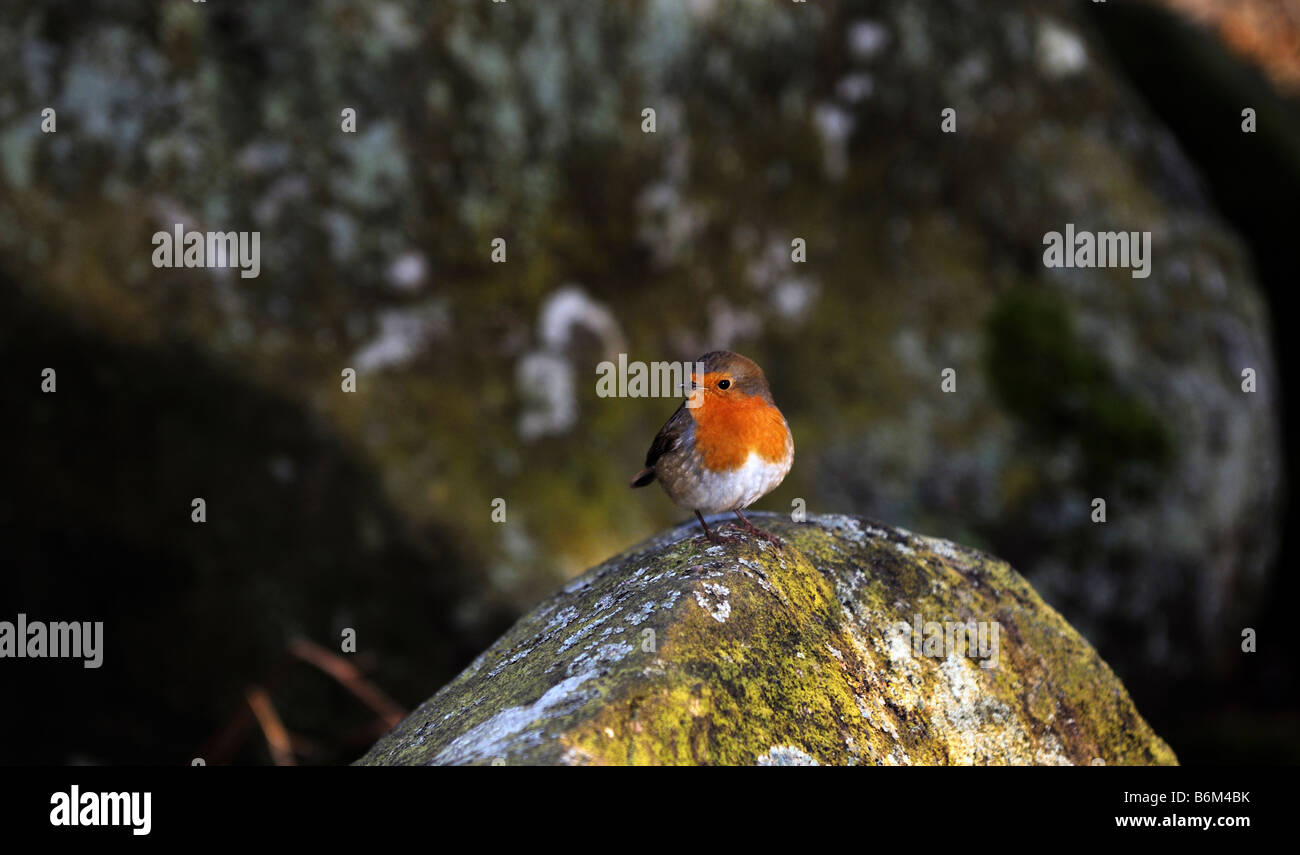 Robin and rock hi-res stock photography and images - Alamy