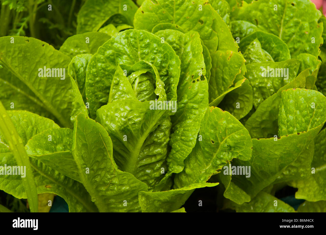 Lettuce growing in containers hi-res stock photography and images - Alamy