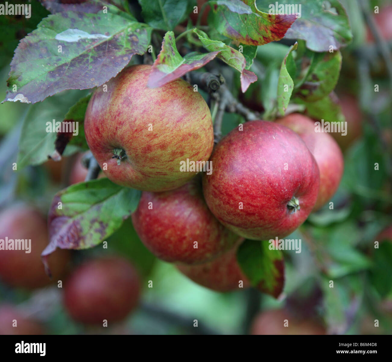 Fiesta apple hi-res stock photography and images - Alamy