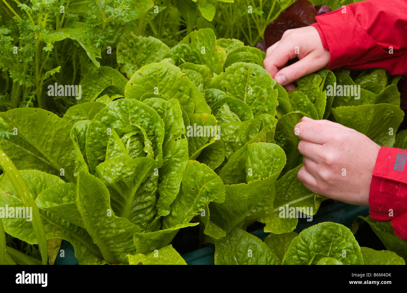 Lettuce being grown in containers in small urban garden UK Stock Photo ...