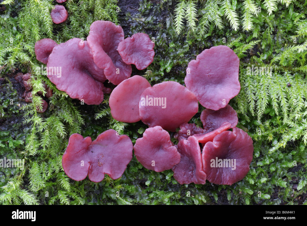 Ascocoryne sarcoides hi-res stock photography and images - Alamy