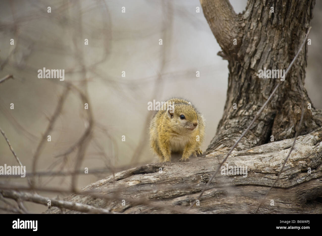 wildlife wild TREE SQUIRREL treesquirrel Paraxerus cepapi south-Africa ...