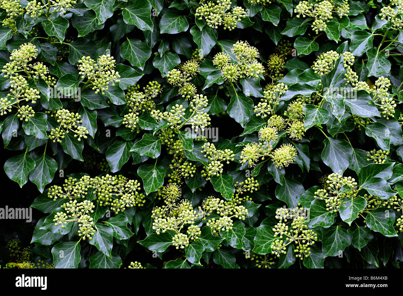 Close-up of an ivy plant Stock Photo - Alamy