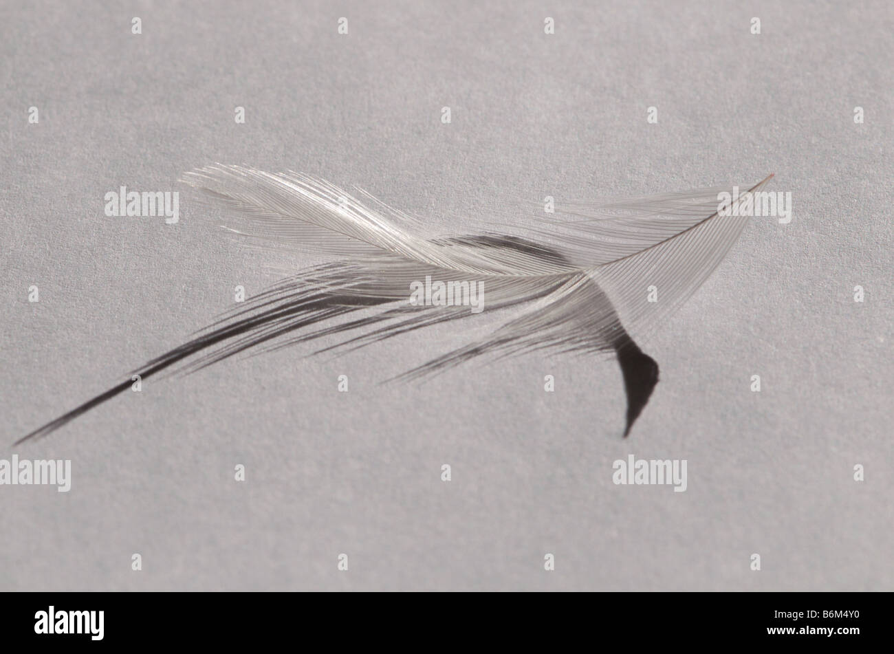 White feather and its shadow on white Stock Photo - Alamy