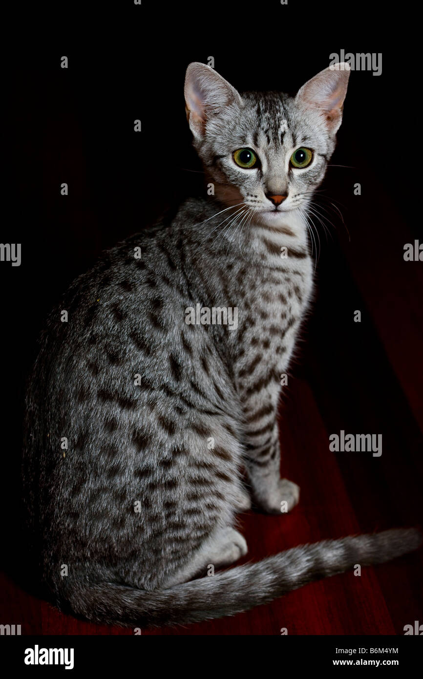 Portrait spotted cat hi-res stock photography and images - Alamy