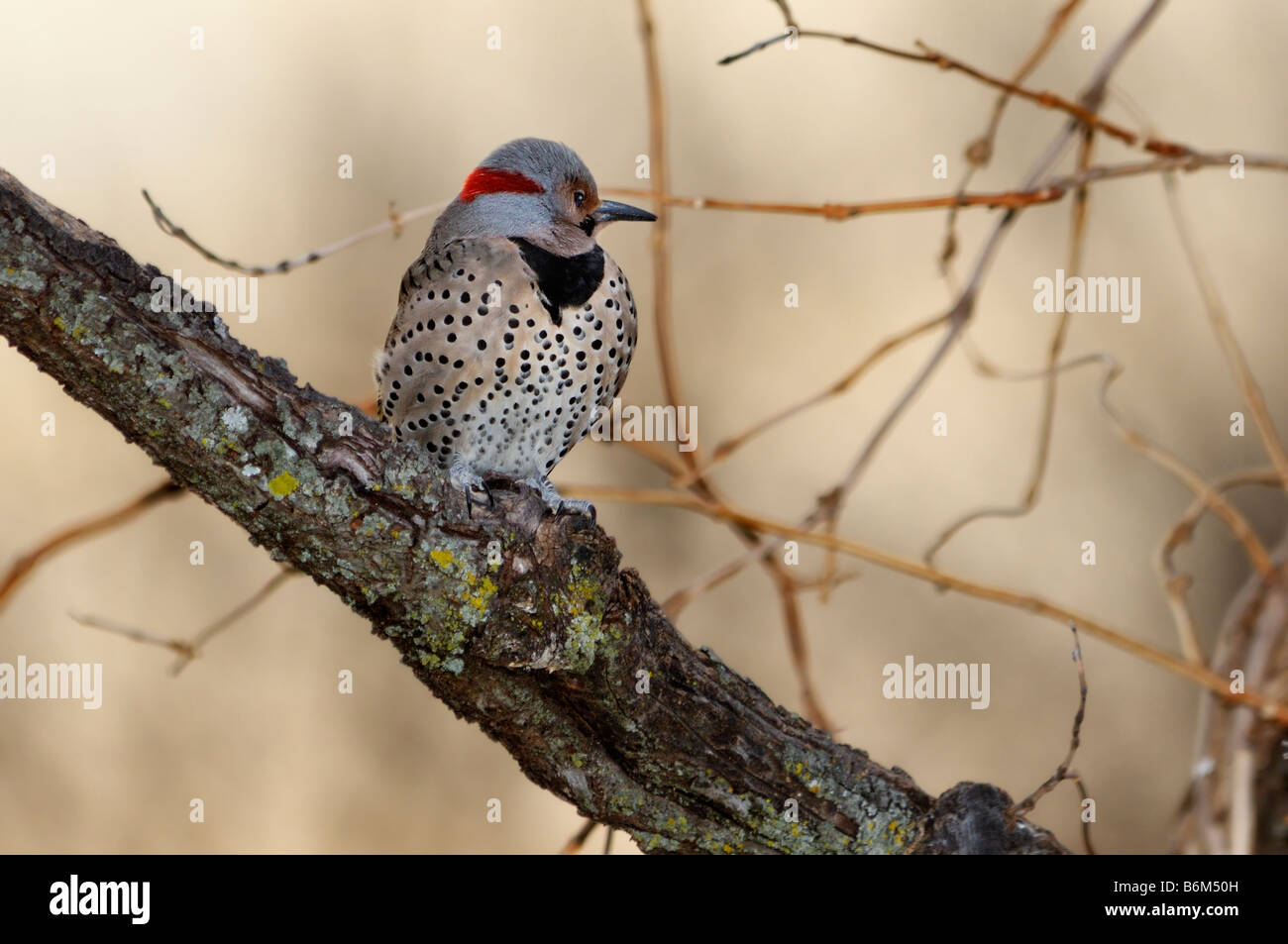 A Yellow-shafted Northern Flicker, Colaptes auratus, perches on a dead ...