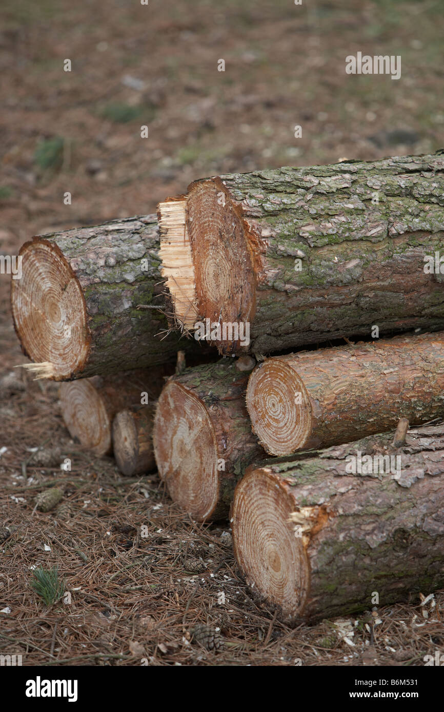 Logs of tree stumps stacked up Stock Photo - Alamy