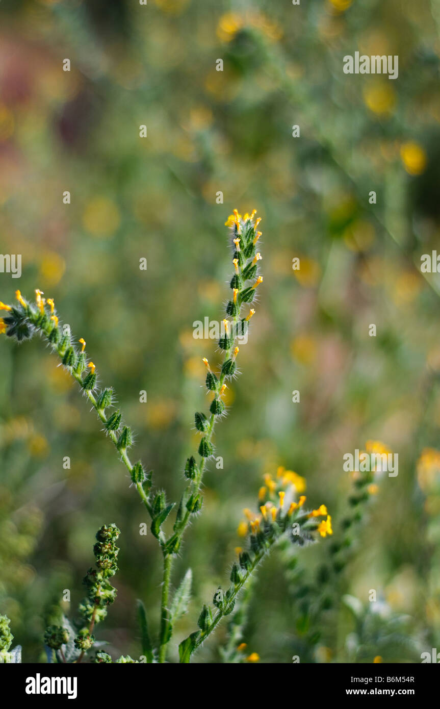 Bristly fiddleneck hi-res stock photography and images - Alamy