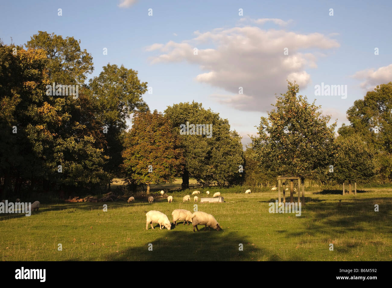 sheep animal farm farming agriculture wool livestock animal Stock Photo ...