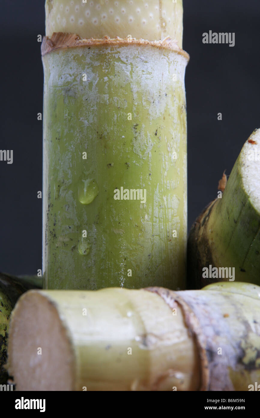 Cuts of sugar cane Stock Photo - Alamy