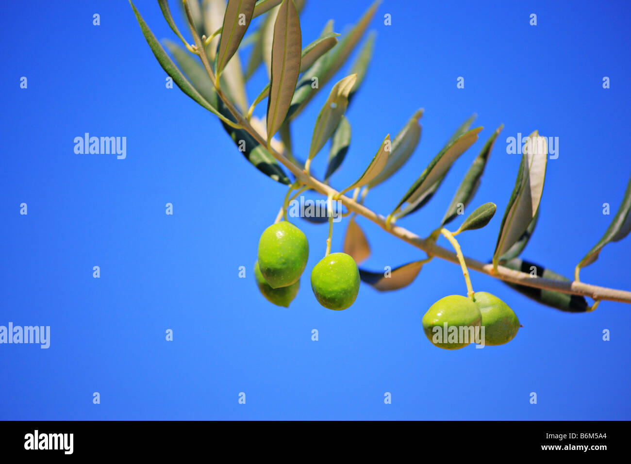 Olives on an olive tree Stock Photo - Alamy