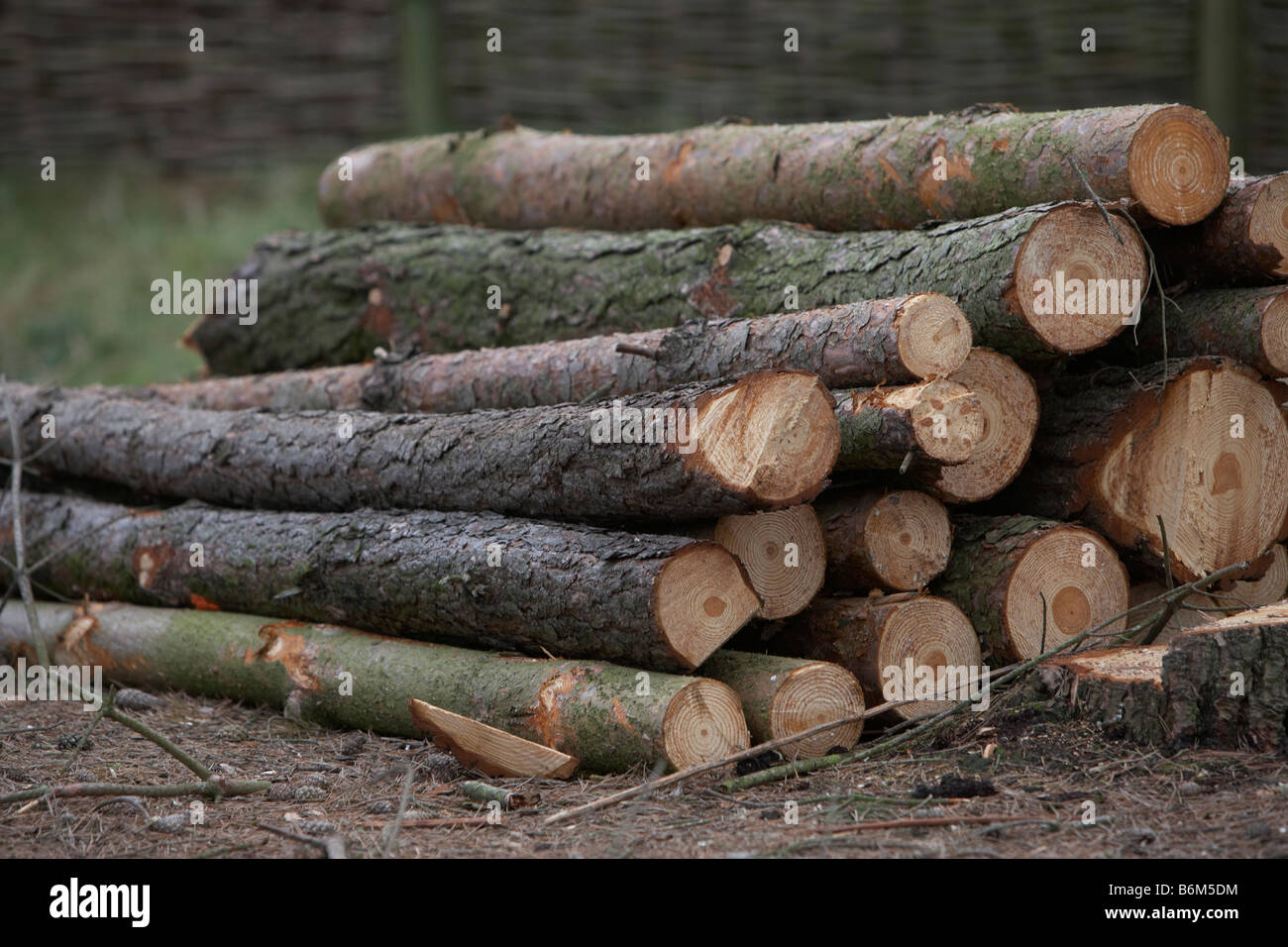 Logs of tree stumps stacked up Stock Photo - Alamy