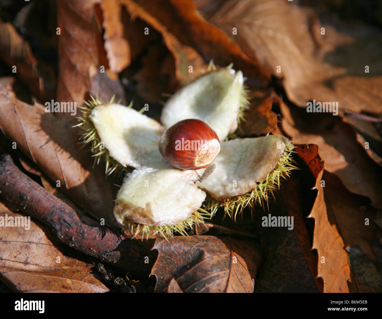Nuts shell hi-res stock photography and images - Alamy
