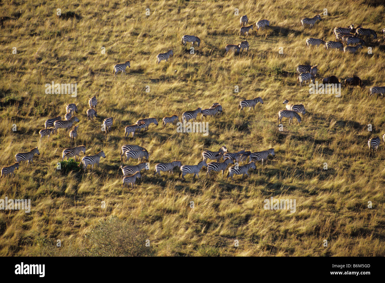 An Aerial View of Zebras Stock Photo - Alamy