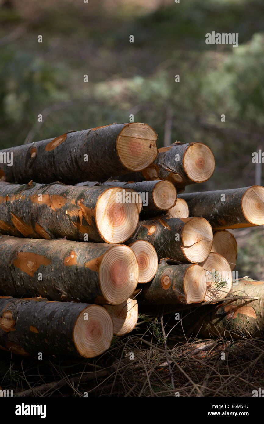 Stumps deforestation hi-res stock photography and images - Alamy