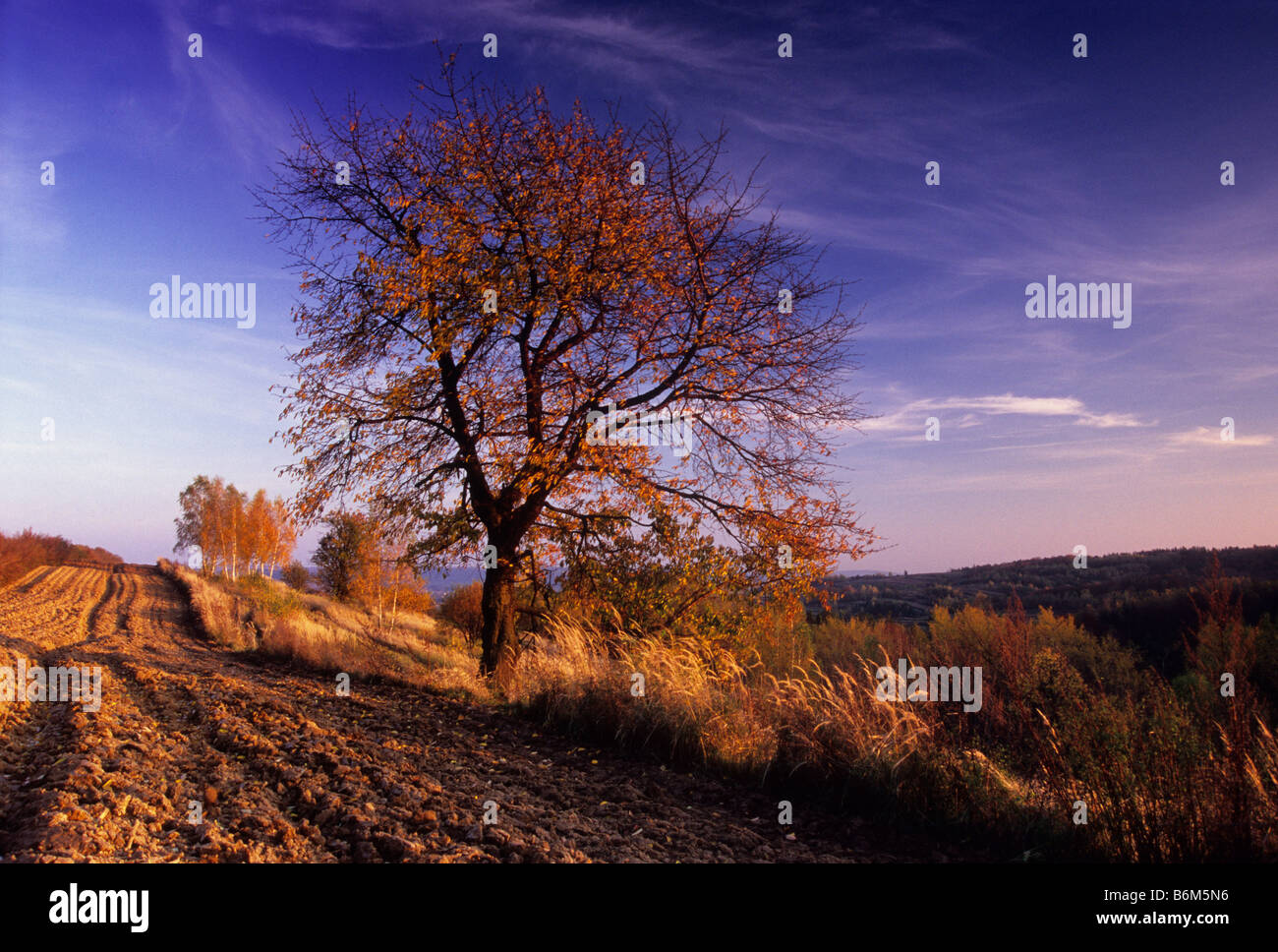 Old tree autumn Stock Photo - Alamy